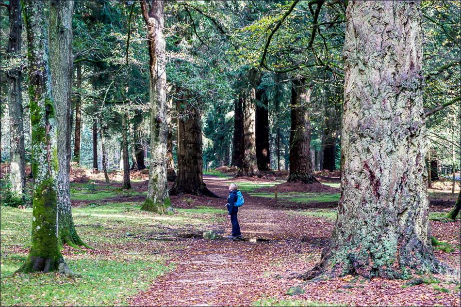 Top 11 Things to Do in the New Forest for Families – New Forest ...